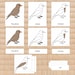 Parts of the Bird Nomenclature Cards - Etsy