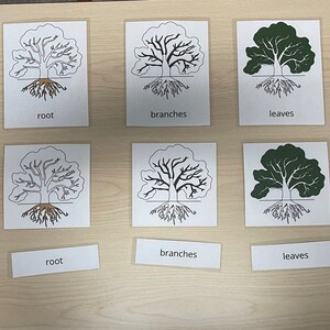 Botany Nomenclature Montessori Cards - Etsy