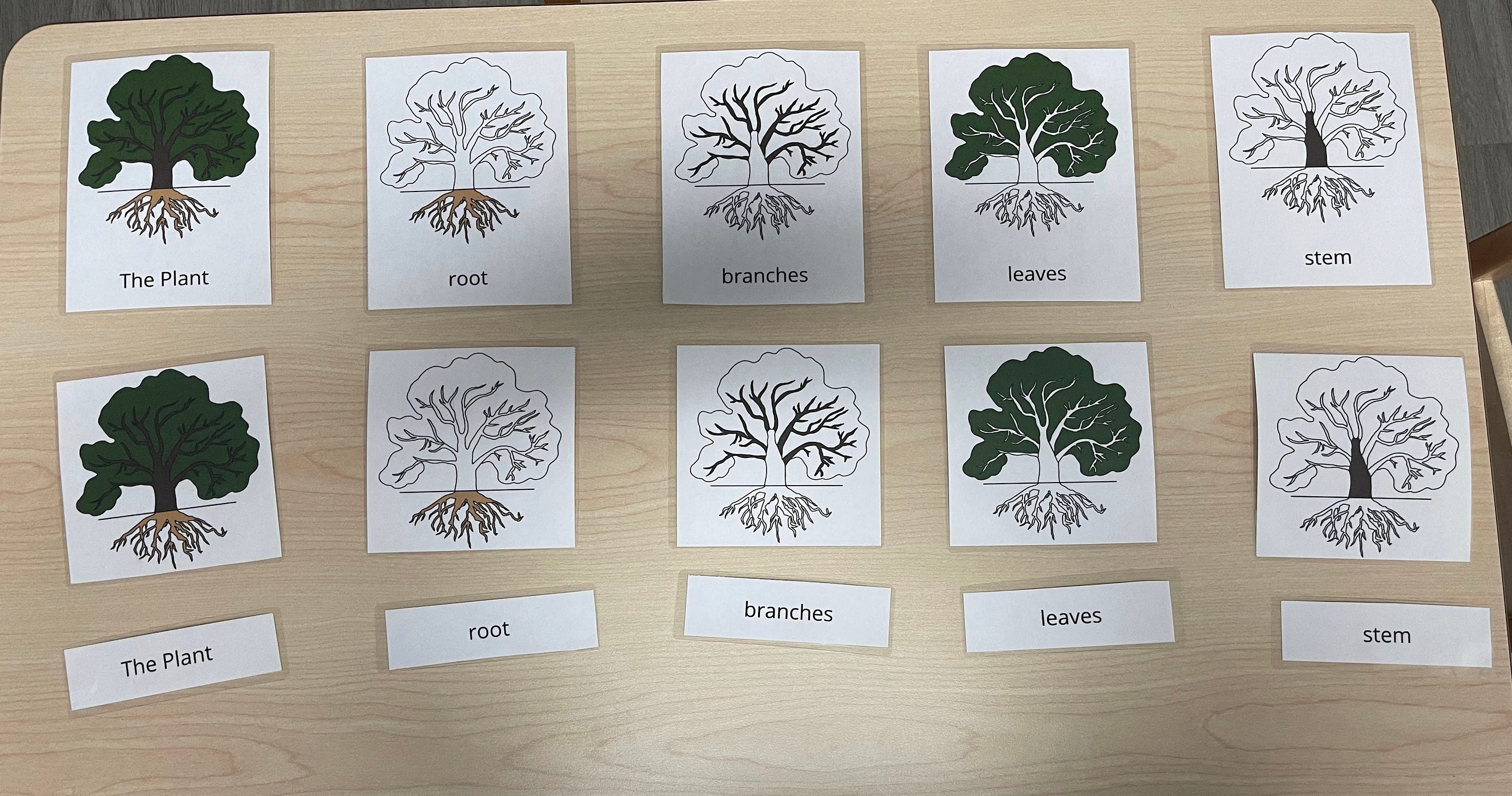 Botany Nomenclature Montessori Cards - Etsy