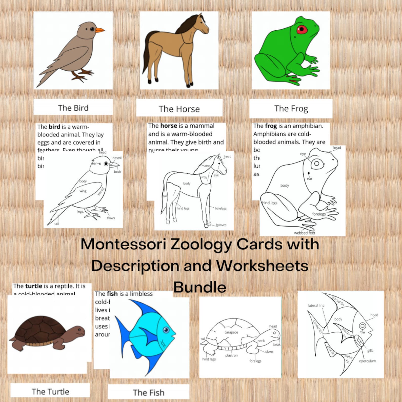 Zoology Nomenclature Descriptions and 3part Cards Bundle - Etsy