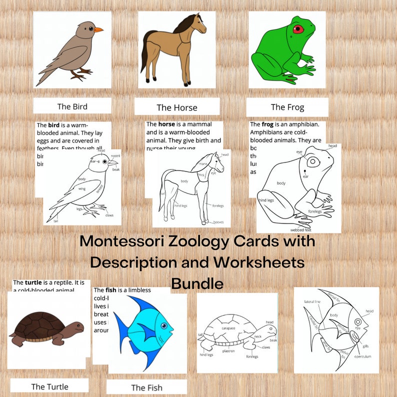 Zoology Nomenclature Descriptions and 3part Cards Bundle - Etsy