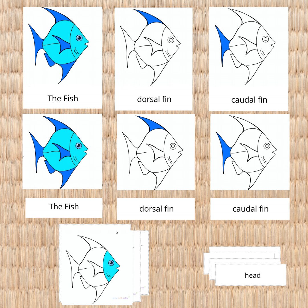 Parts of the Fish Nomenclature Cards - Etsy