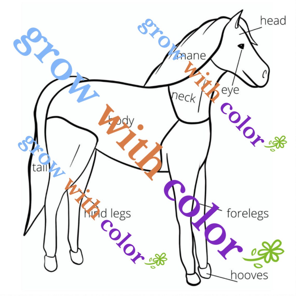 Parts of the Horse Nomenclature Cards - Etsy