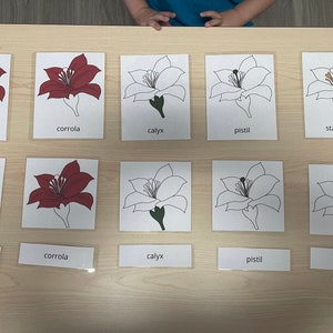 Botany Nomenclature Montessori Cards - Etsy
