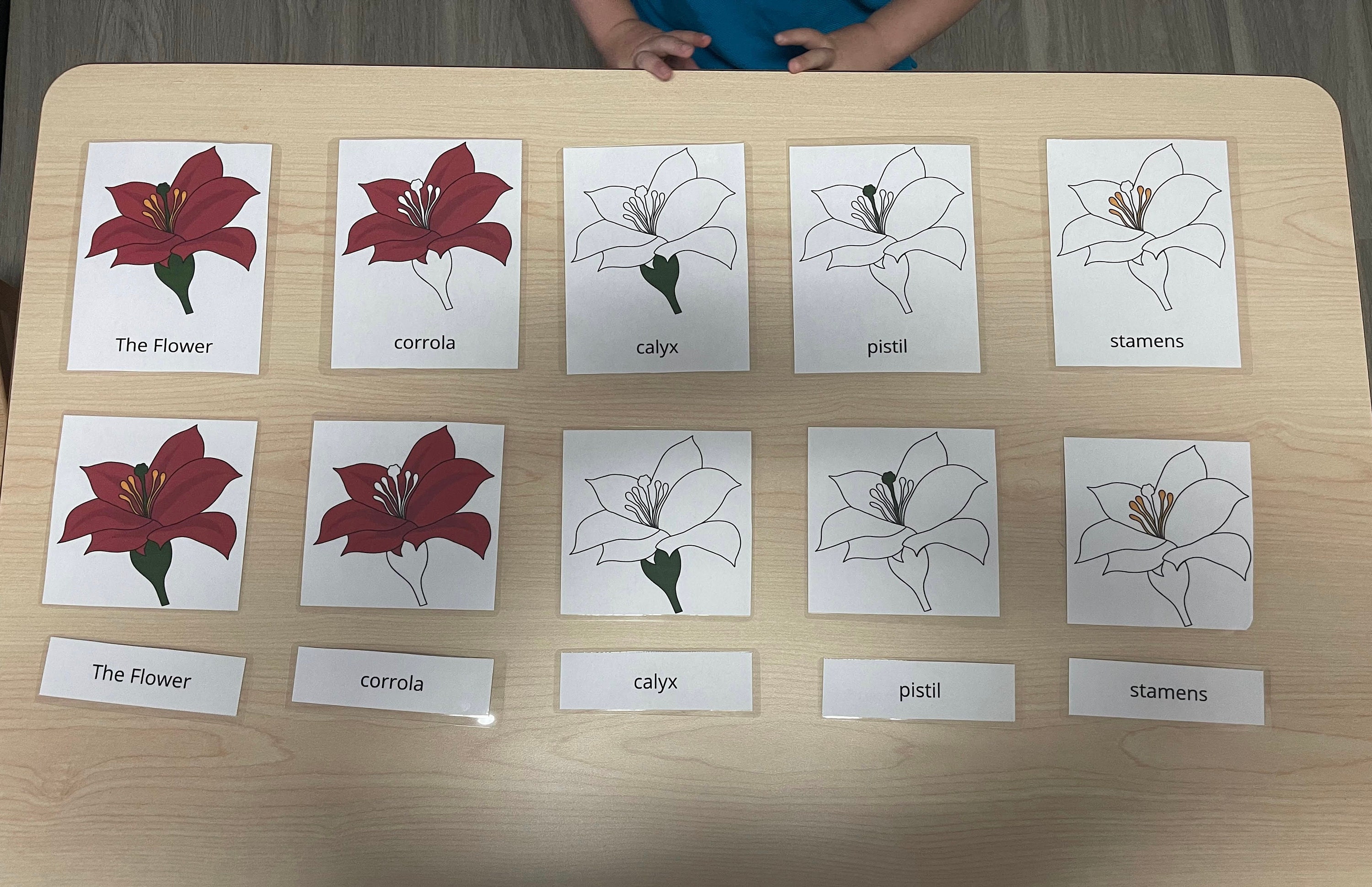 Botany Nomenclature Montessori Cards - Etsy