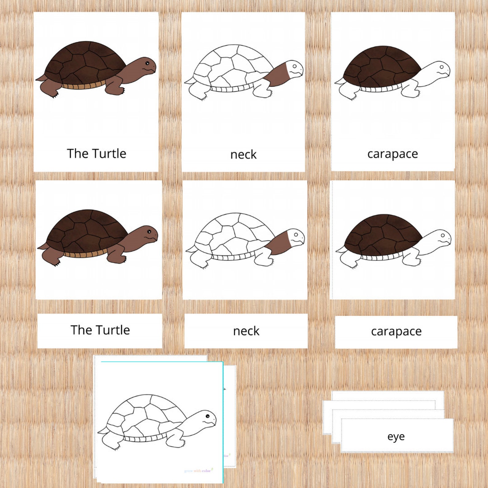 Parts of the Turtle - Etsy