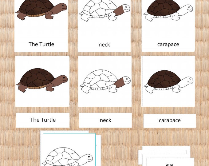 Parts of a Turtle Nomenclature 3-part Cards - Montessori Zoology ...