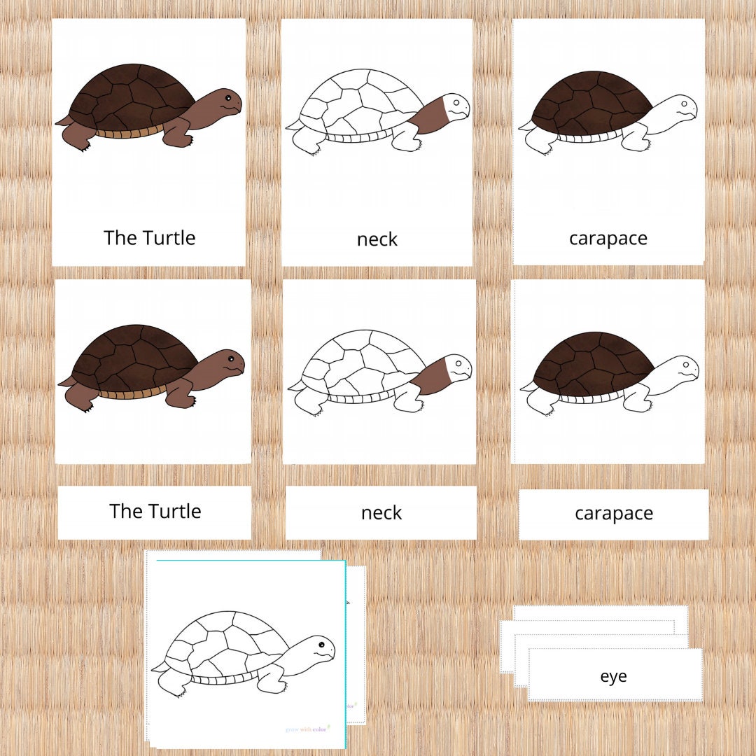 Parts of the Turtle - Etsy