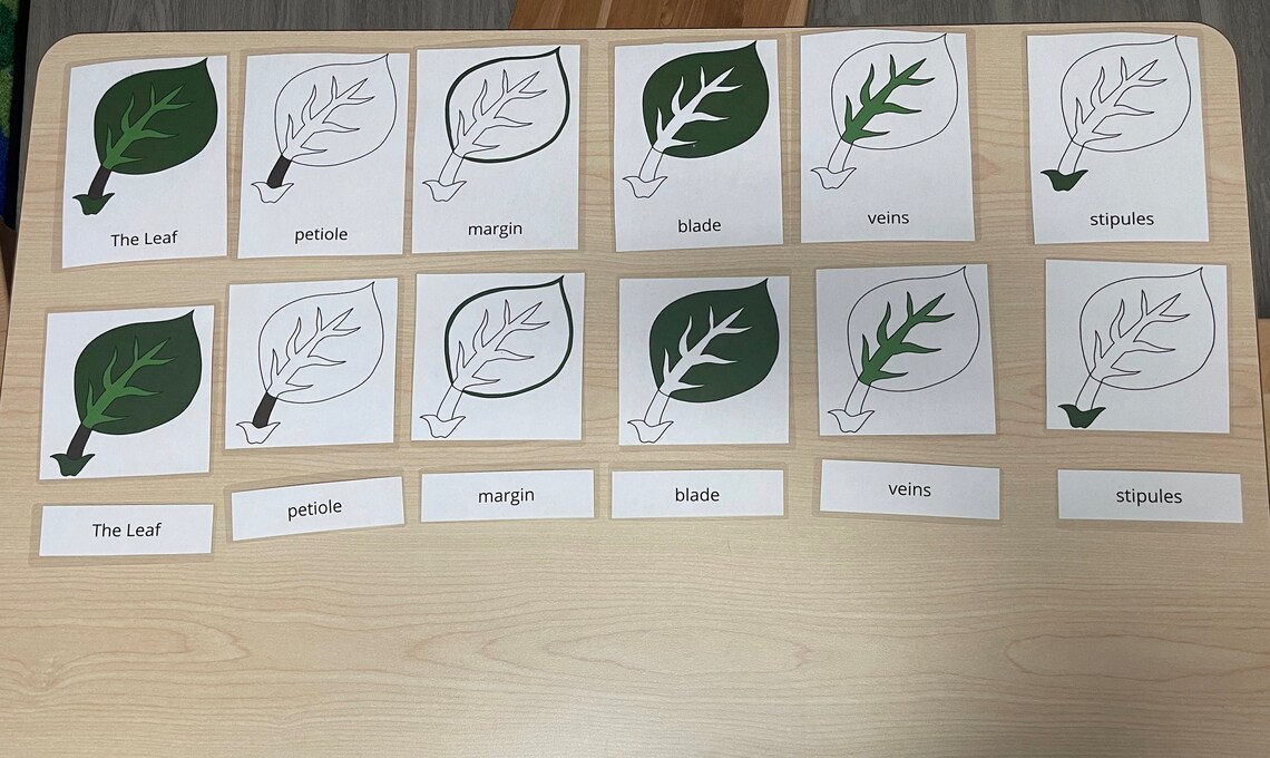Botany Nomenclature Montessori Cards - Etsy