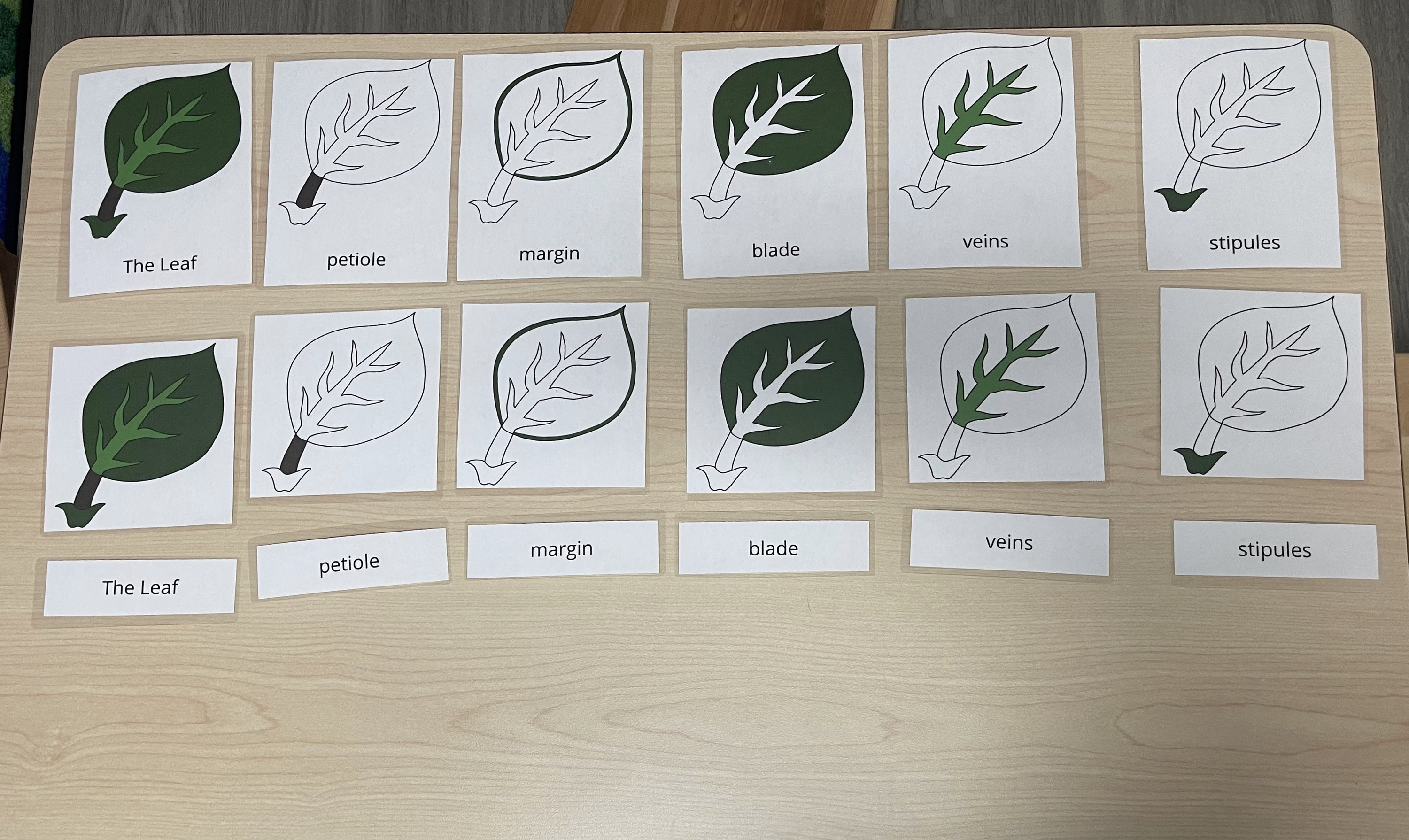 Botany Nomenclature Montessori Cards - Etsy