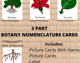 Parts of a Flower Nomenclature Book Montessori Botany Printable ...