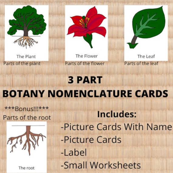 Botany Nomenclature Montessori Cards - Etsy