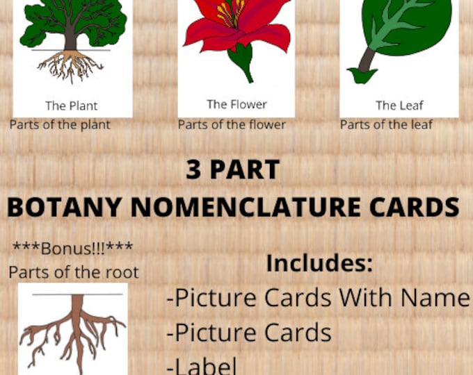 Parts of a Root Nomenclature Book Montessori Botany Printable ...
