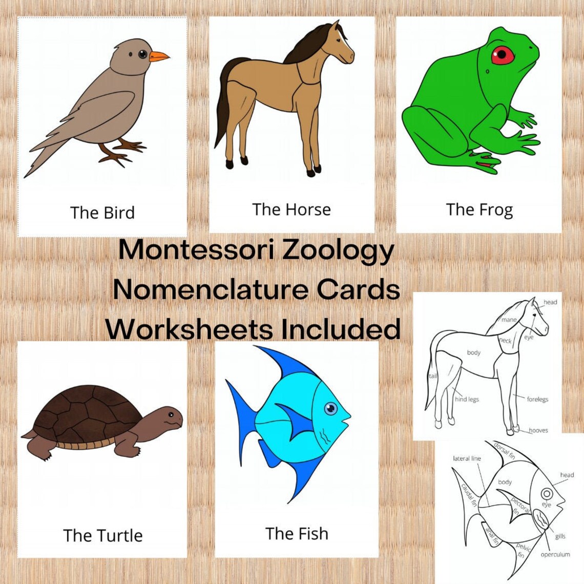 Zoology Nomenclature 3part Cards Bundle - Etsy