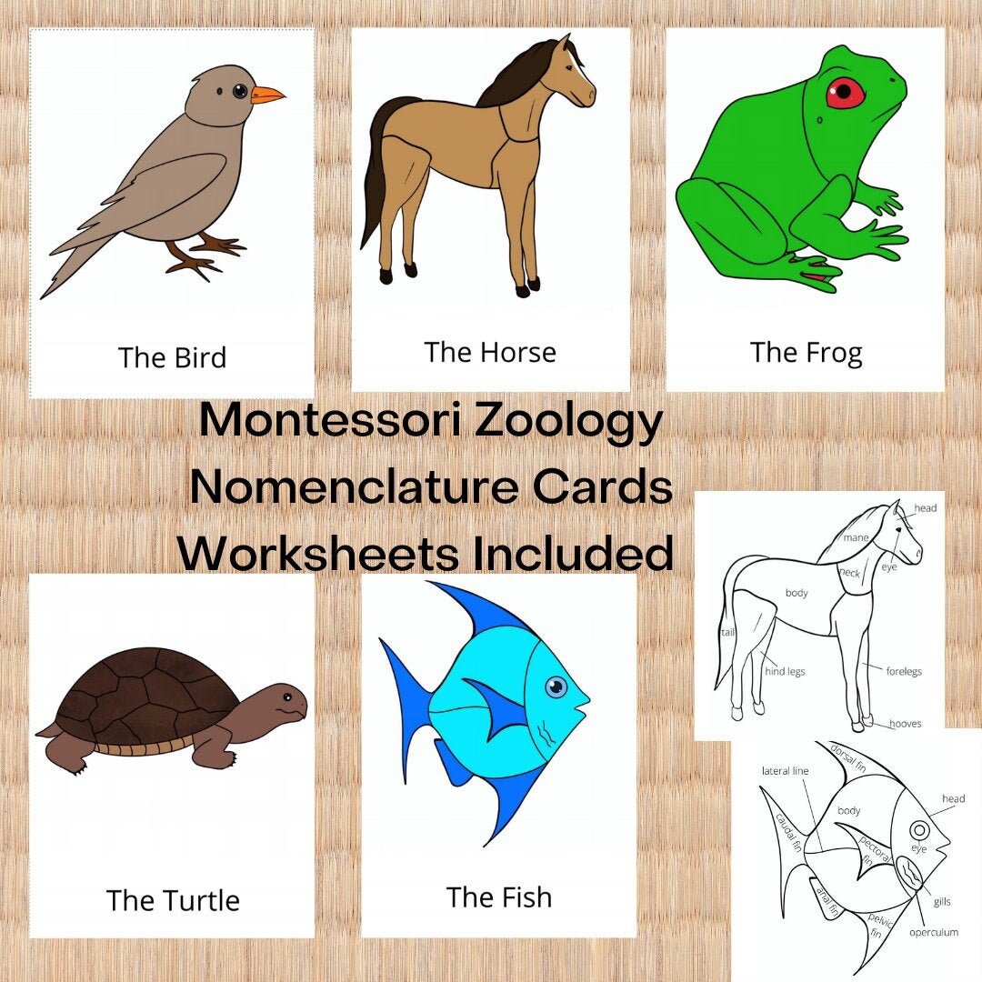 Zoology Nomenclature 3part Cards Bundle - Etsy