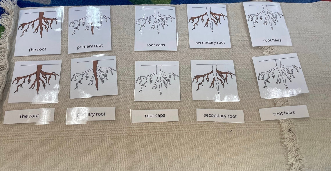 Botany Nomenclature Montessori Cards - Etsy
