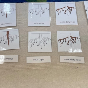 Botany Nomenclature Montessori Cards - Etsy