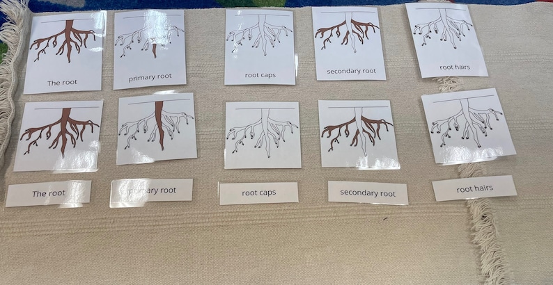 Botany Nomenclature Montessori Cards - Etsy
