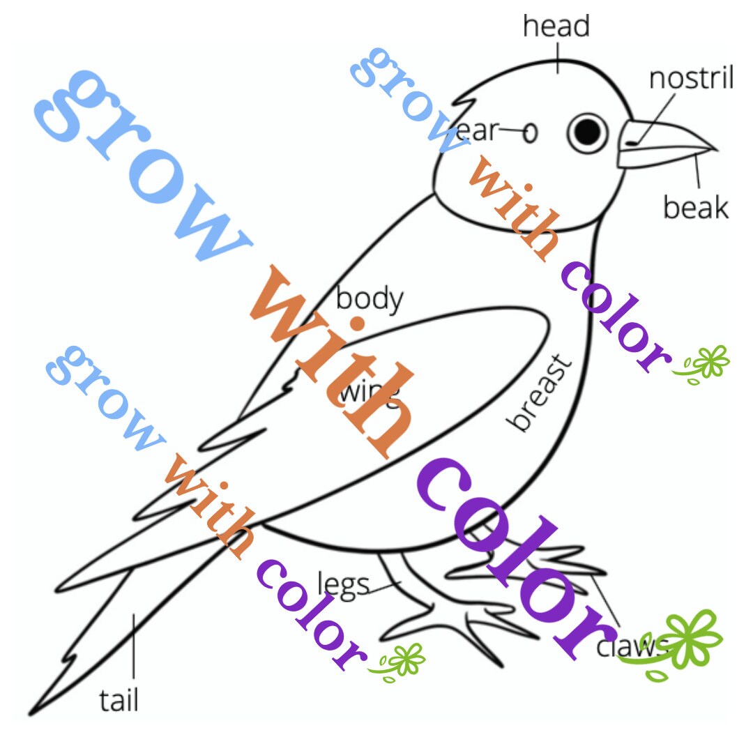 Parts of the Bird Nomenclature Cards - Etsy
