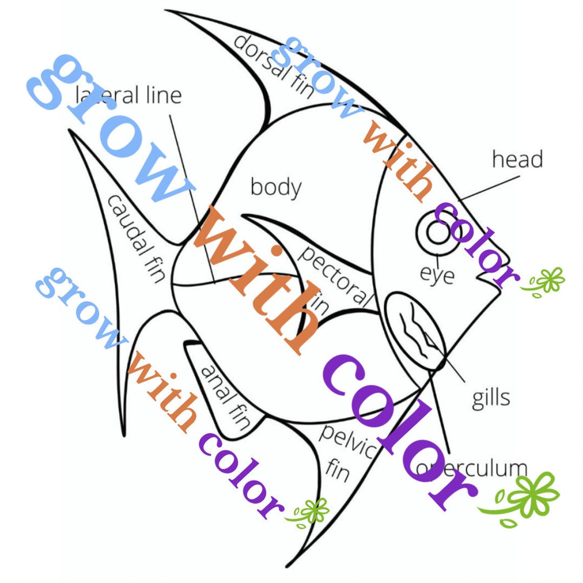 Parts of the Fish Nomenclature Cards - Etsy