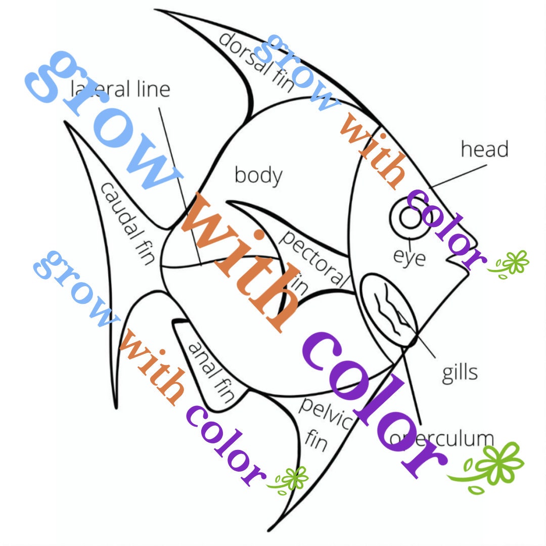 Parts of the Fish Nomenclature Cards - Etsy