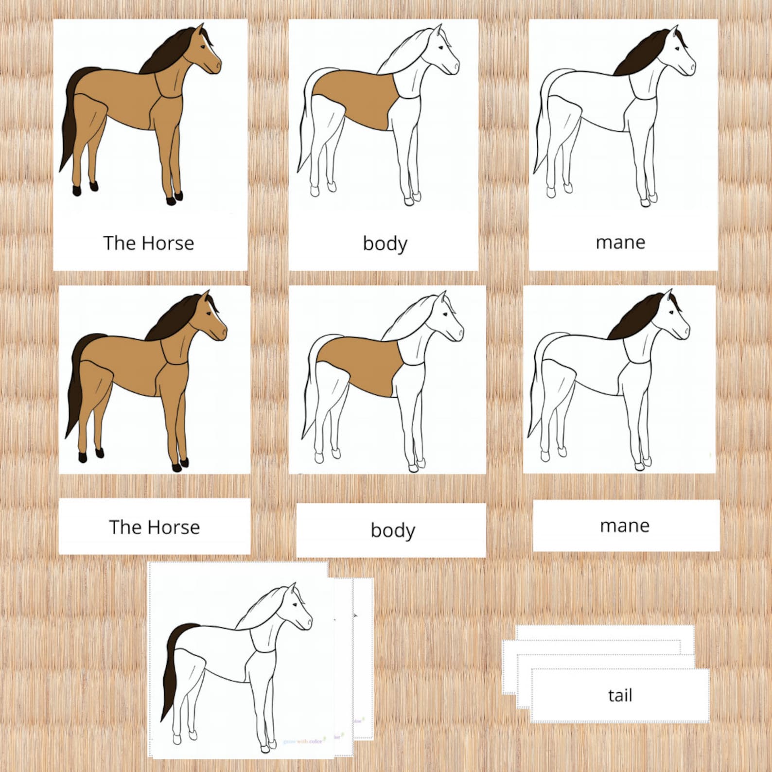 Zoology Nomenclature 3part Cards Bundle - Etsy