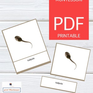 Montessori Frog Lifecycle Three Part Learning Card - Etsy