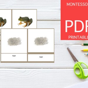 Montessori Frog Lifecycle Three Part Learning Card - Etsy