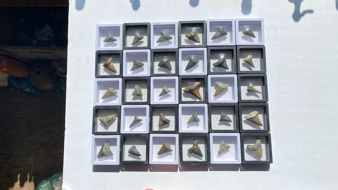 Shark Teeth. Cased Fossils-megalodon, Great White, Mako. Framed ...