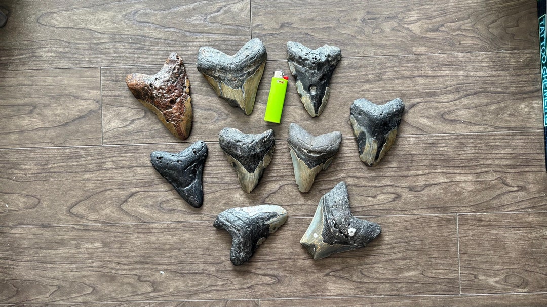MEGALODON TEETH. Fossilized Shark Teeth. Great White, Mako, Tiger ...