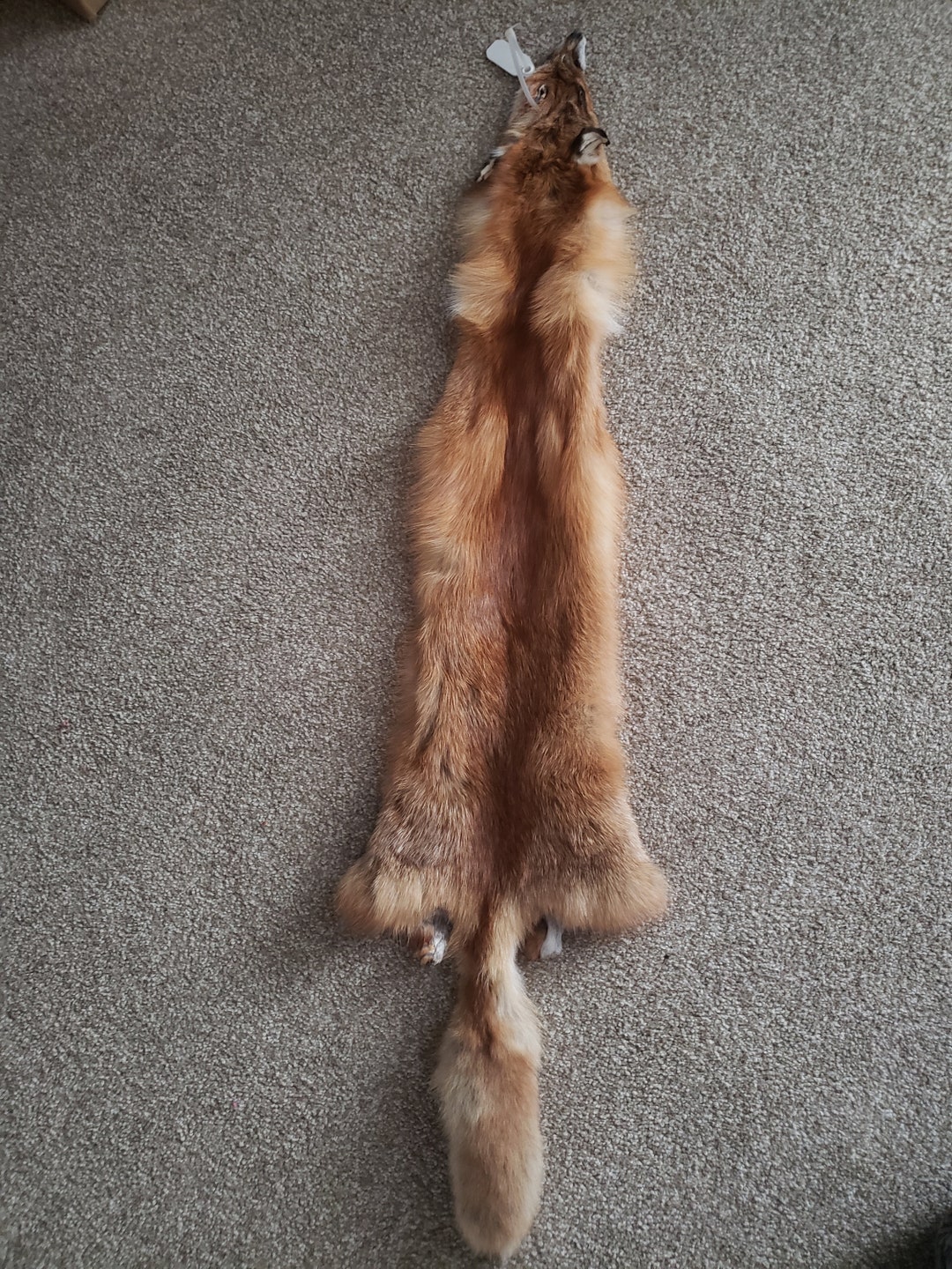 Maryland Tanned Wild Redfox Furs,very Soft - Etsy