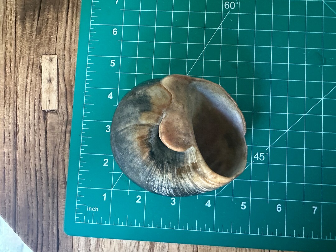 Huge Shark Eye/moon Snail Shell - Etsy
