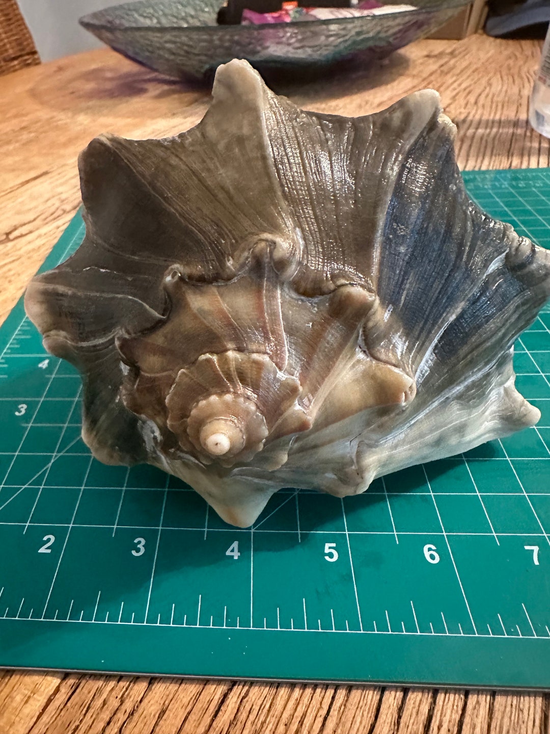 Whelk Shell - Etsy