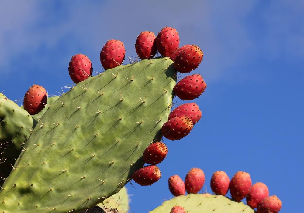 Nopal, Prickly Pear Cactus Opuntia - Etsy