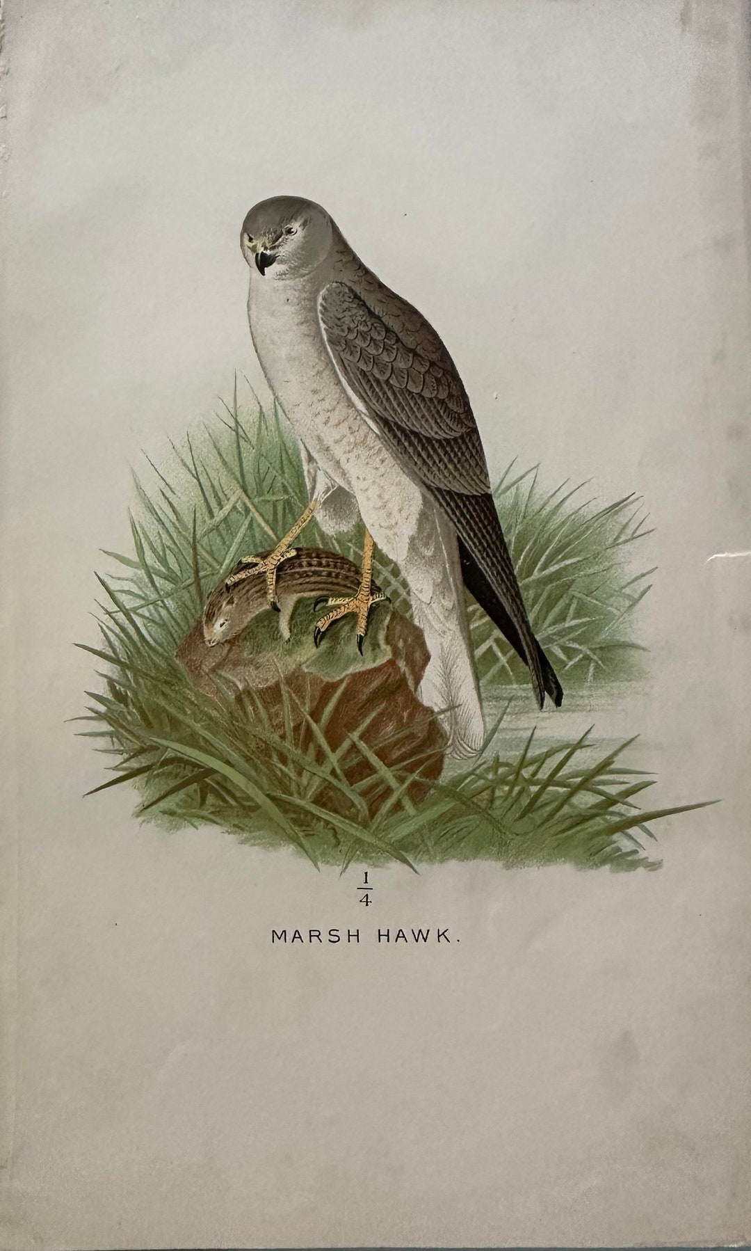 3 HAWKS Color Print Collection - Original From “diseases of Poultry ...