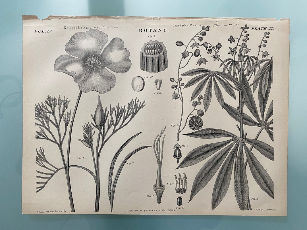 CASSAVA PLANT- Original From "encyclopedia Britannica a Dictionary of ...
