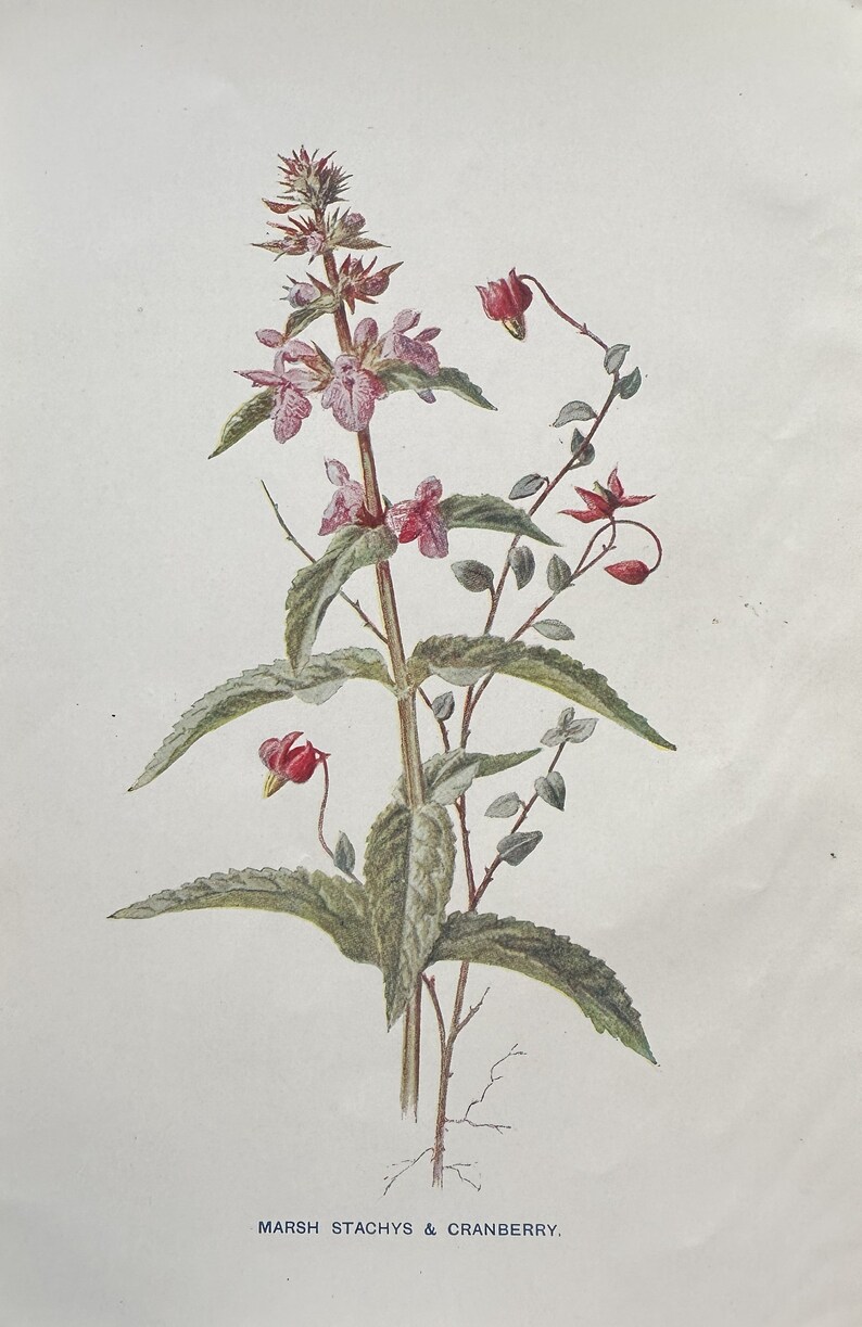 Set of 4 PINK FLOWERS Print Collection- Original and Rare, British ...