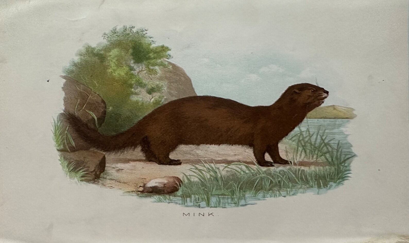 Mink Color Print - Original From “diseases of Poultry”- Circa 1897 - Etsy