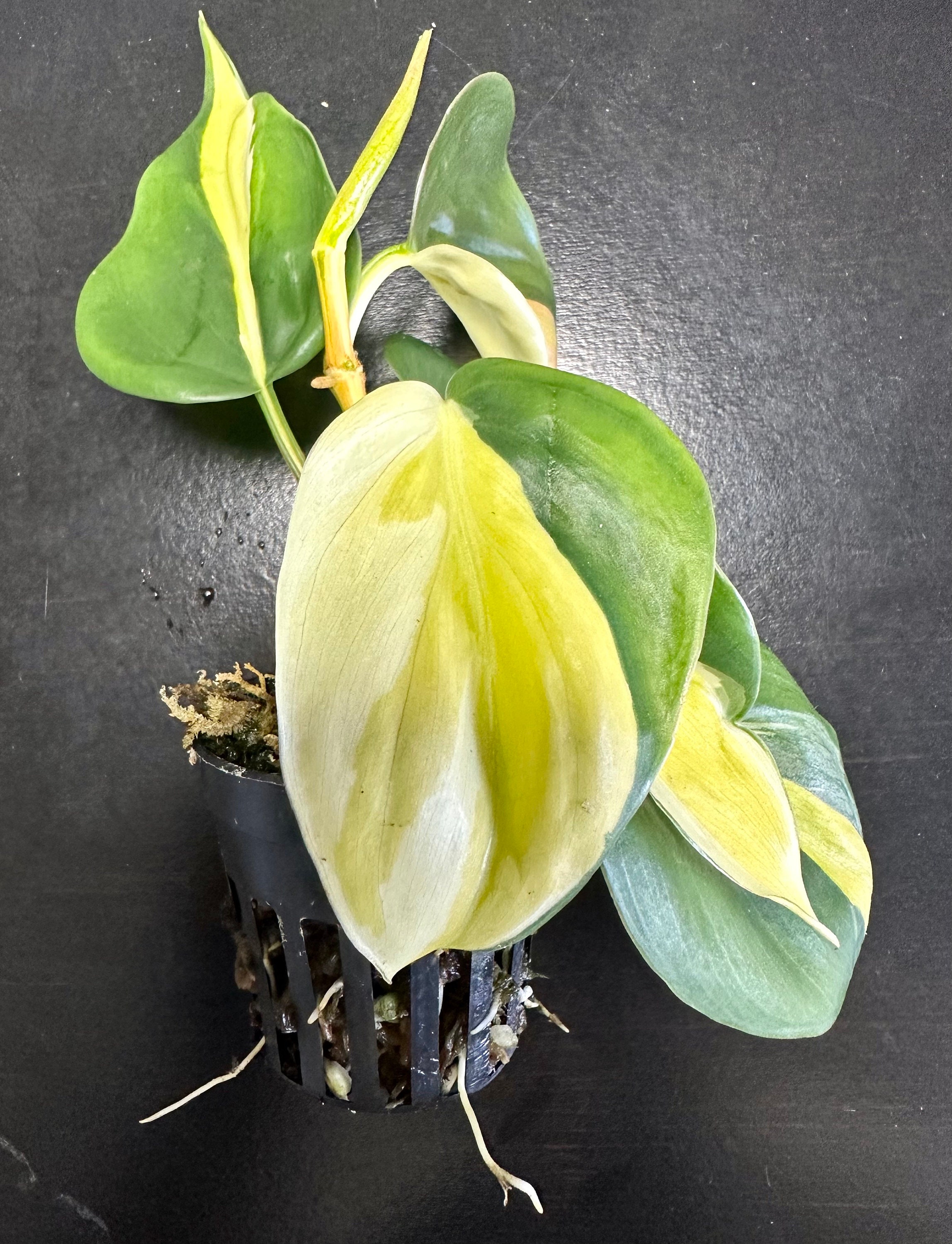 Authentic Healthy Root Philodendron Gabby US Seller, Plant Collection ...