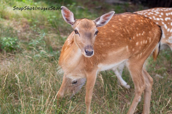 Doe Deer Photo Axis Deer Doe Photo Fossil Ridge Wildlife - Etsy