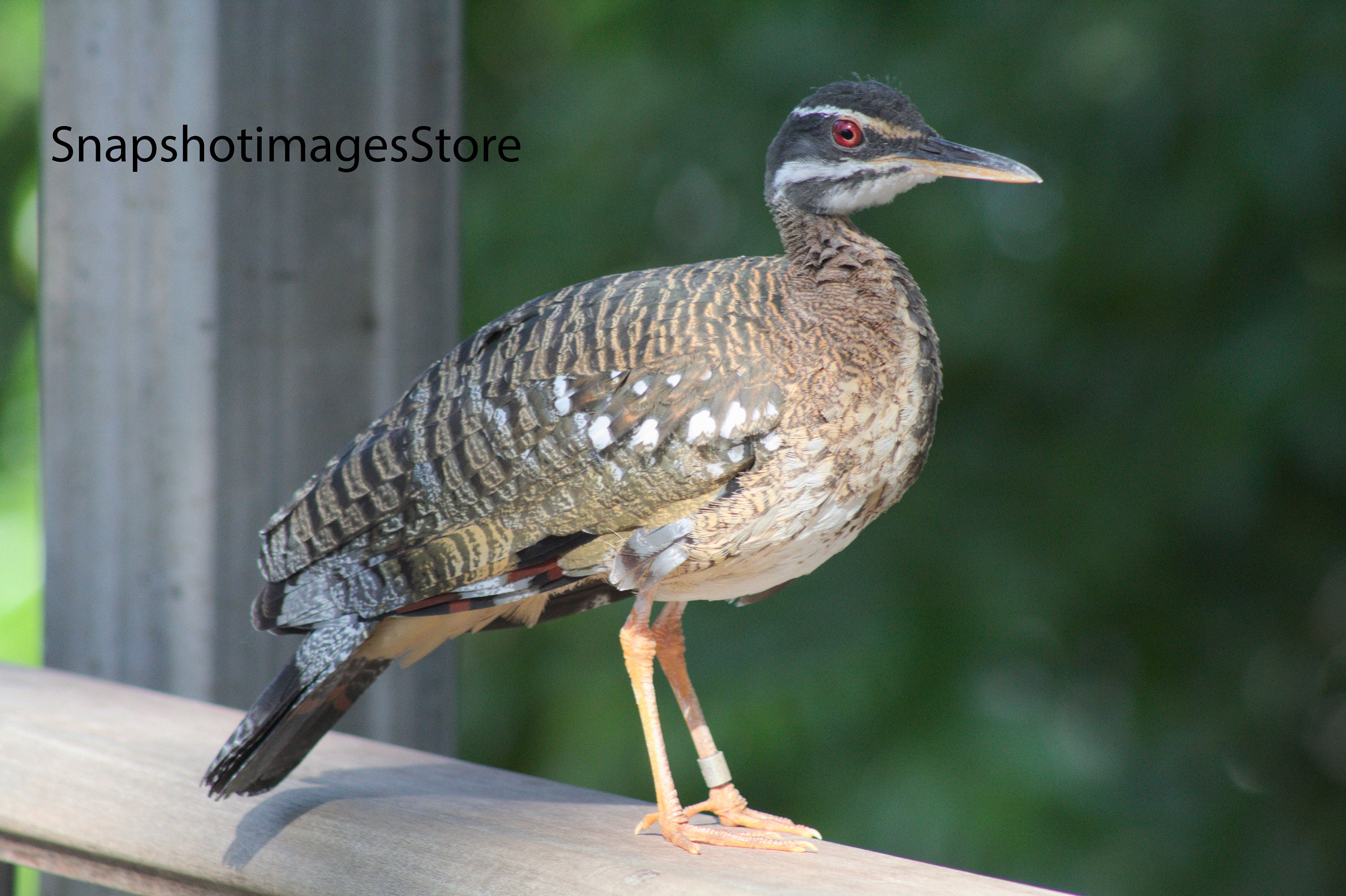 Pic of a Sunbittern Photo of a Sunbittern Sunbittern Pic - Etsy