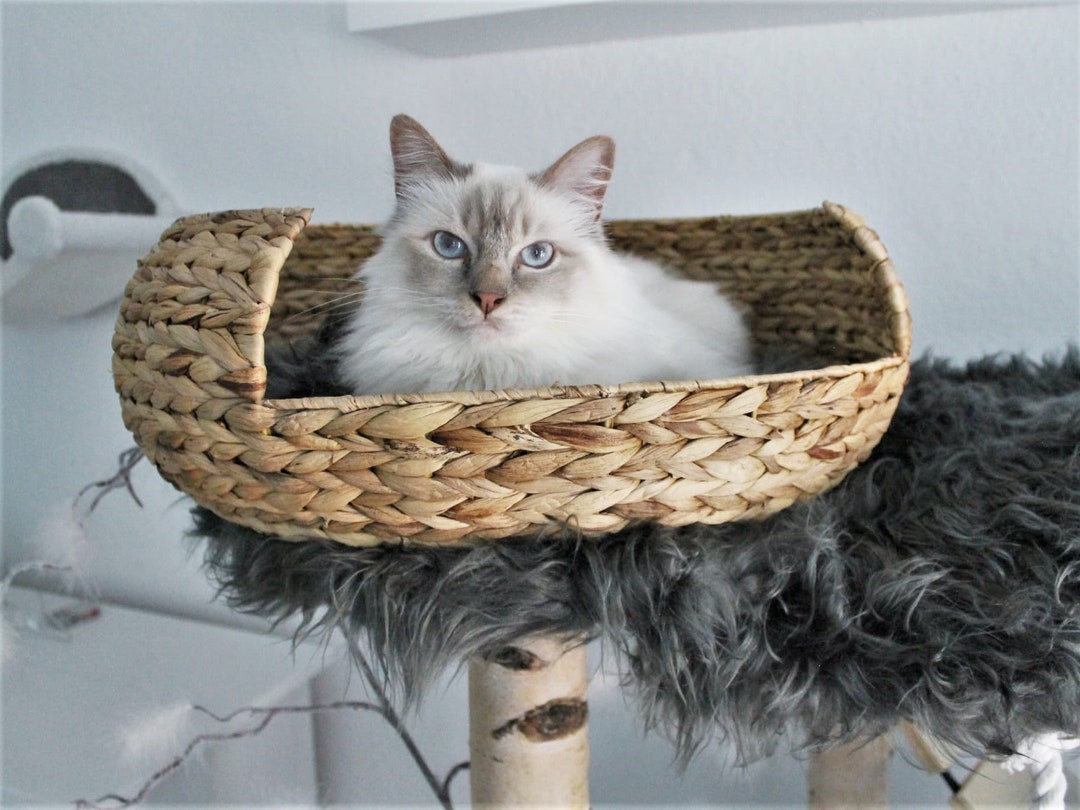 Cozy Cat Basket for Every Cat round Cozy Basket With Lots of Space ...
