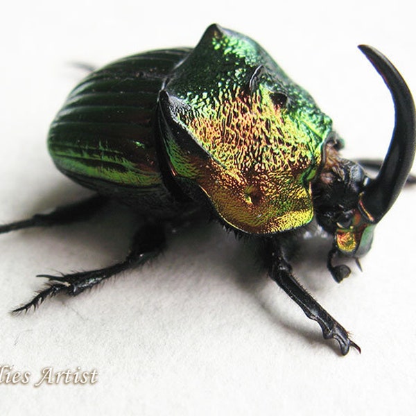 Real Scarab - Etsy