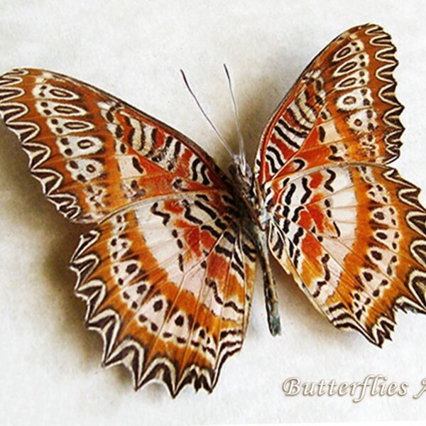 Red Lacewing - Etsy