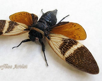 OVERSTOCK: Spread Real Cicadas Angamiana Floridula - Etsy