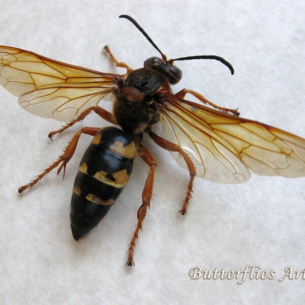 Entomology Display Box - Etsy