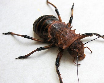 Dragon Head Cricket - Etsy