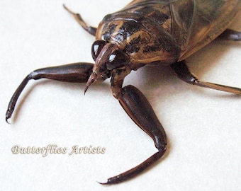 Giant Asian Water Bug, Lethocerus Indicus - Etsy