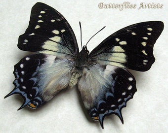 Butterfly Shadowbox - Etsy