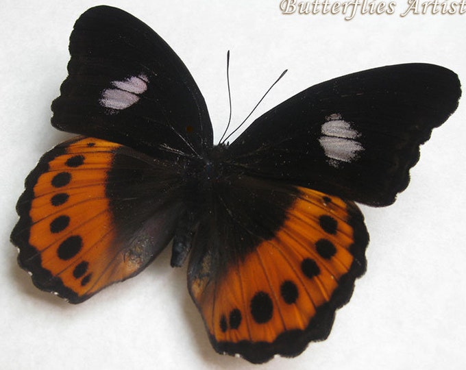 Purple Diadem Butterfly, Hypolimnas Pandarus A, Spread for Your Project ...